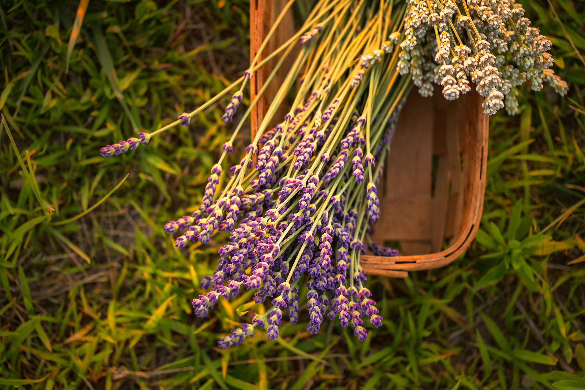 Lavender - Holmberg Orchards